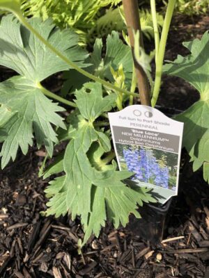 25+ blue delphinium varieties 💙 🌿 Grow and care for this vibrant ...