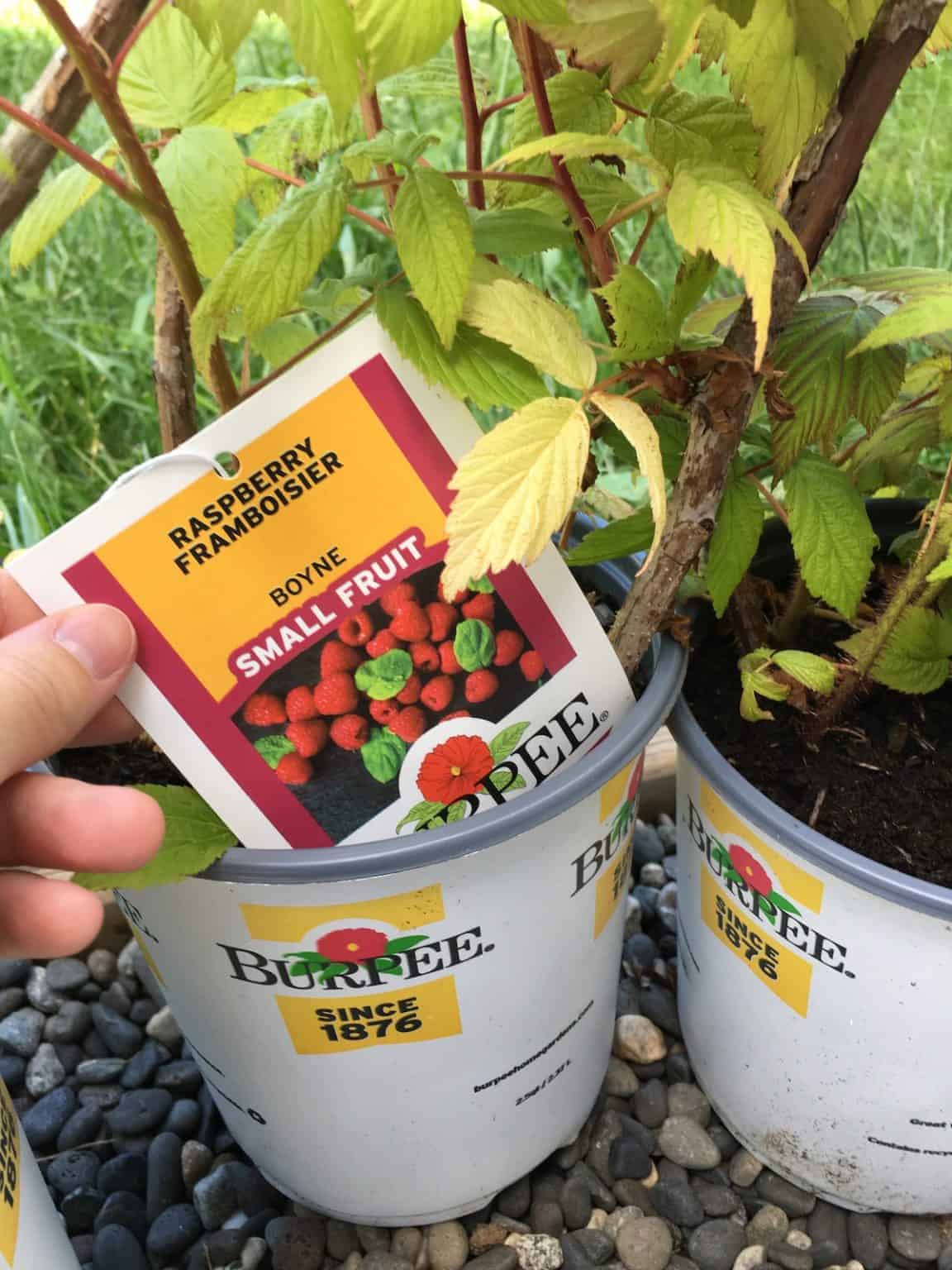 Raspberry trellis 🌿 🛠️ Options and steps to support bountiful harvests