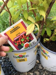 Raspberry trellis 🌿 🛠️ Options and steps to support bountiful harvests