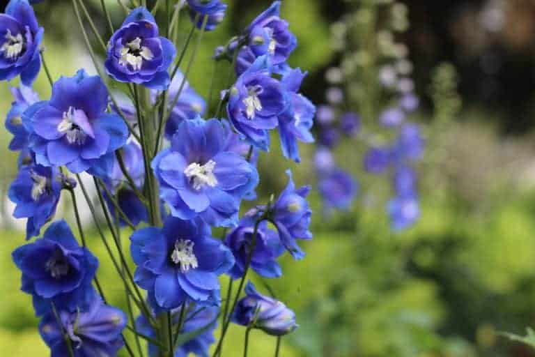 25+ blue delphinium varieties 💙 🌿 Grow and care for this vibrant ...