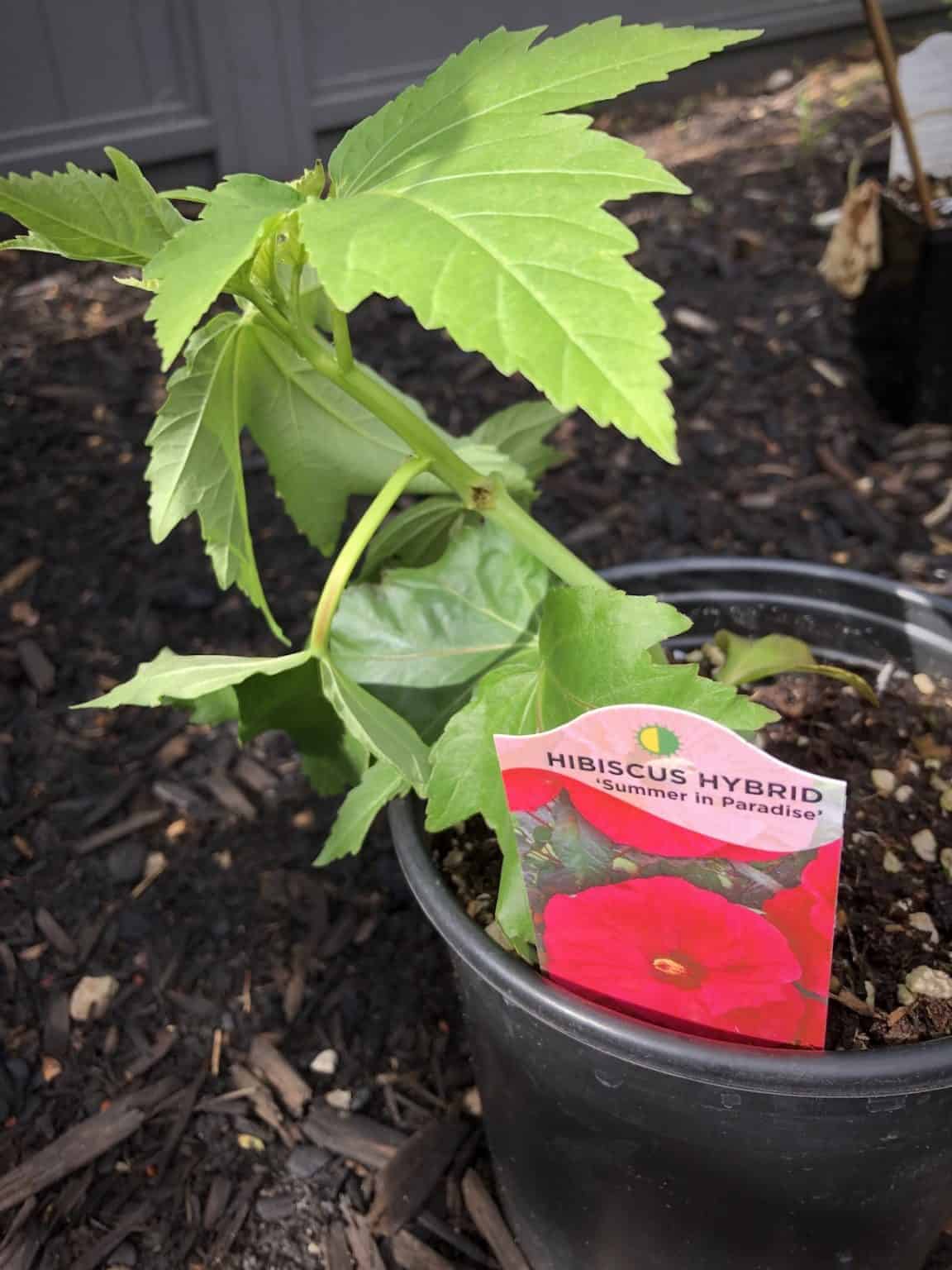 Dinner plate hibiscus ???? ???? Unleash the tropical vibe in your garden