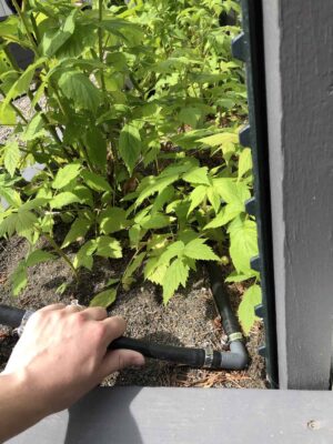 Raspberry trellis 🌿 🛠️ Options and steps to support bountiful harvests