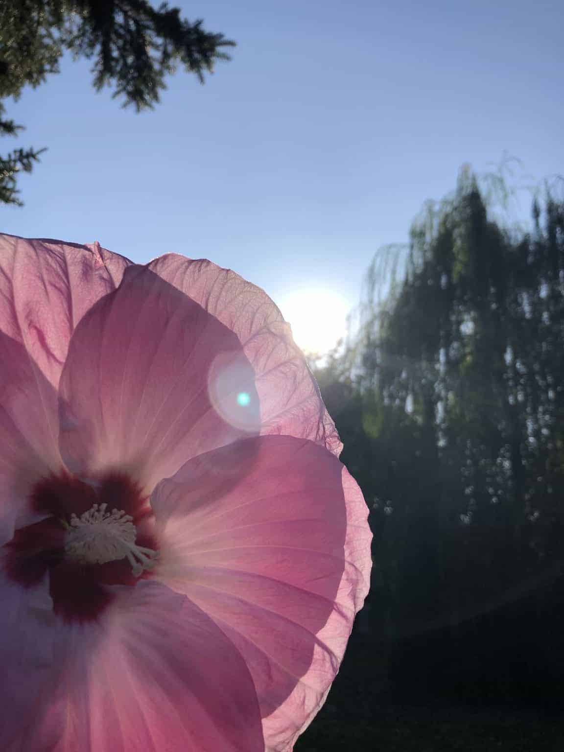 Dinner Plate Hibiscus: A Hardy Perennial With Giant Flowers (Hibiscus ...