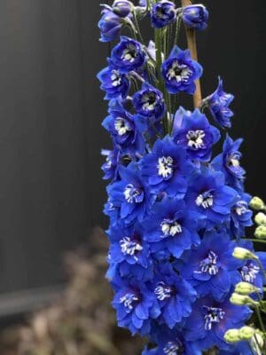 25+ blue delphinium varieties 💙 🌿 Grow and care for this vibrant ...