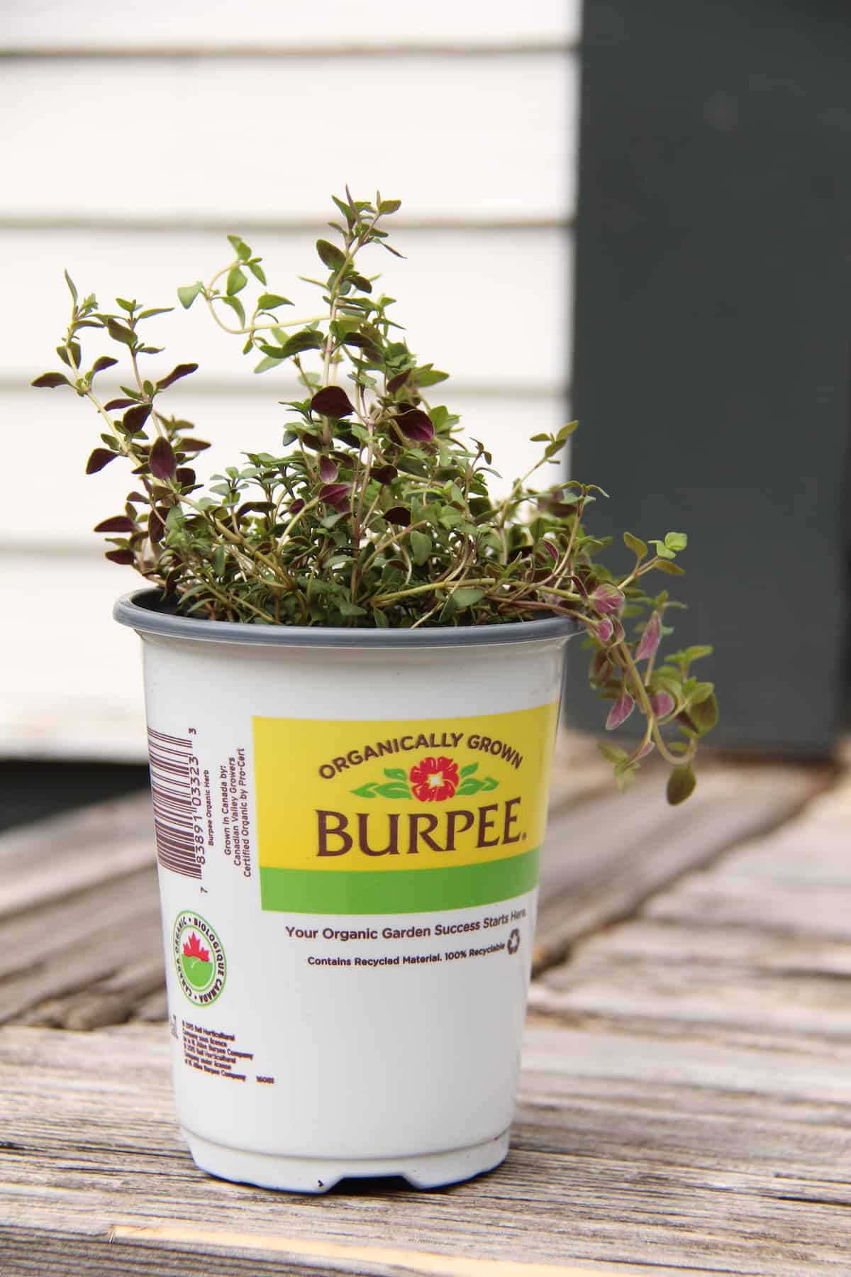 25 Culinary Herbs For A Chef’s Herb Garden – Home for the Harvest