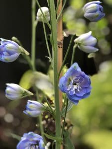 25+ blue delphinium varieties 💙 🌿 Grow and care for this vibrant ...