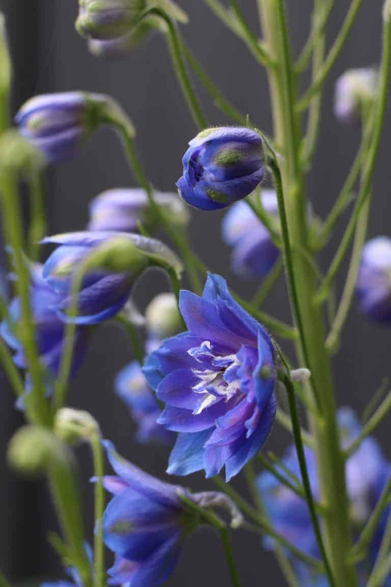 25+ blue delphinium varieties 💙 🌿 Grow and care for this vibrant ...