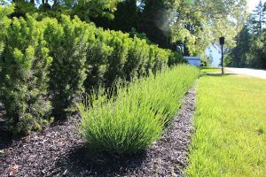 7 garden edging ideas 🌿 🌸 Transform your outdoor space with defined ...