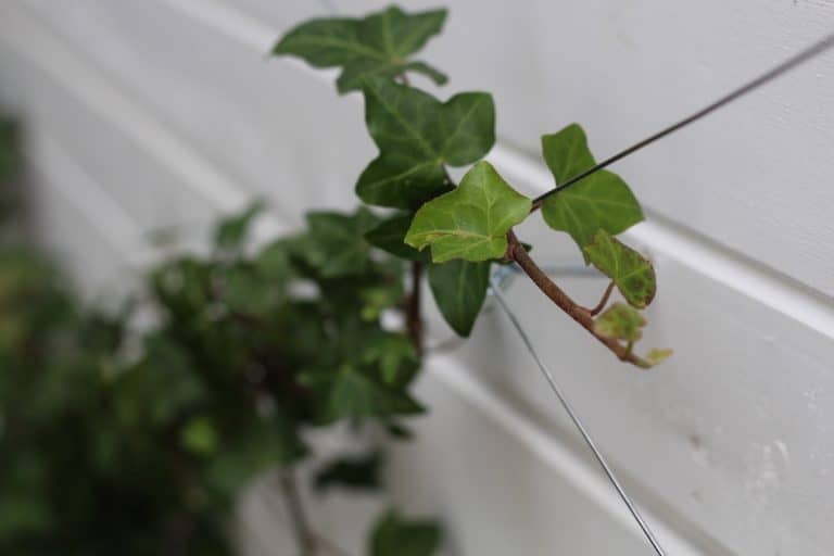 How to grow vines 🌺🍇 Create vertical beauty with these easy steps!