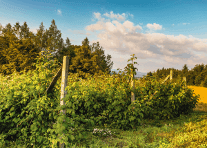 Raspberry trellis 🌿 🛠️ Options and steps to support bountiful harvests