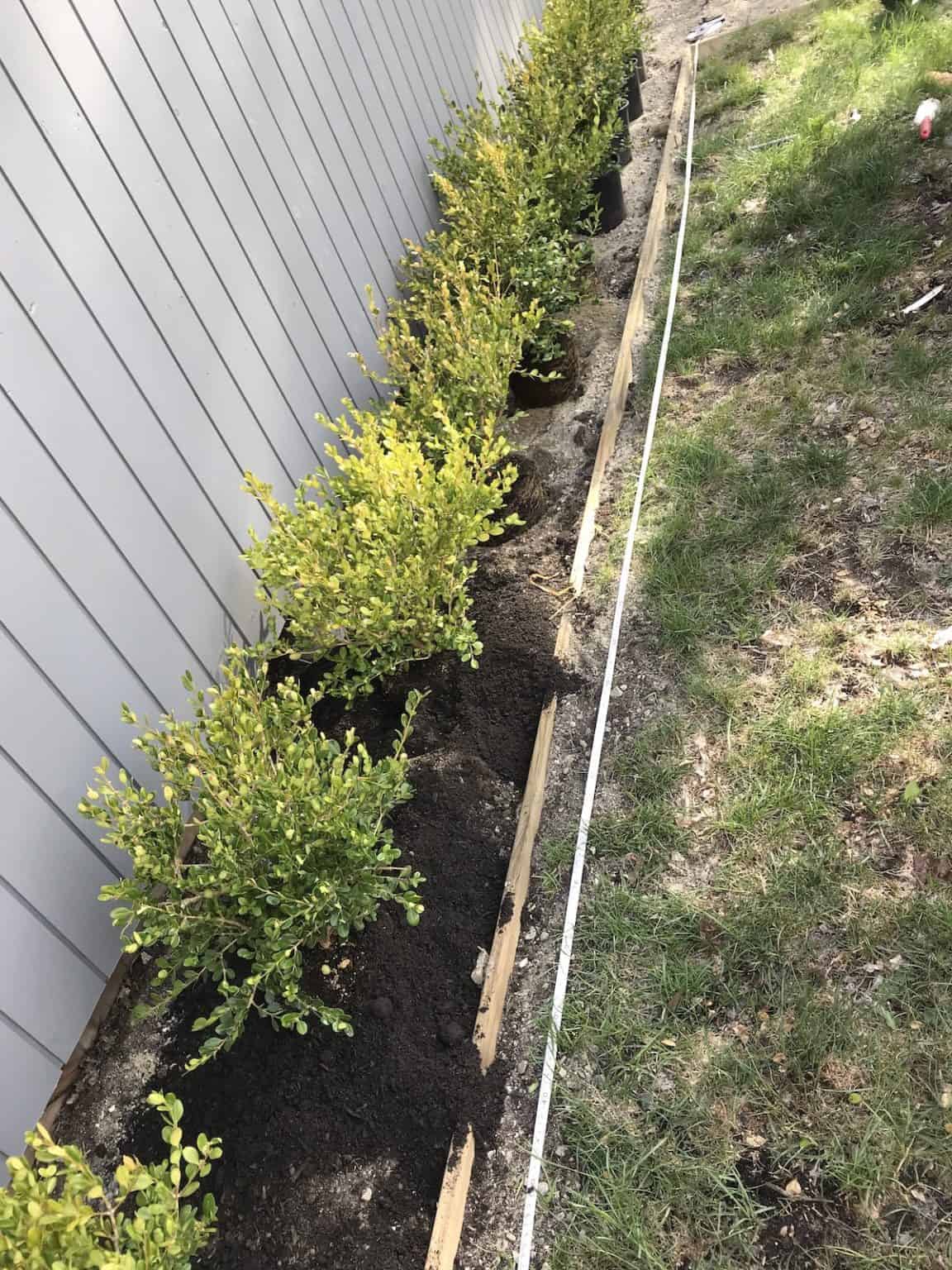 Winter Gem boxwood 💎 🌿 ️ Tips for vibrant green foliage all year round