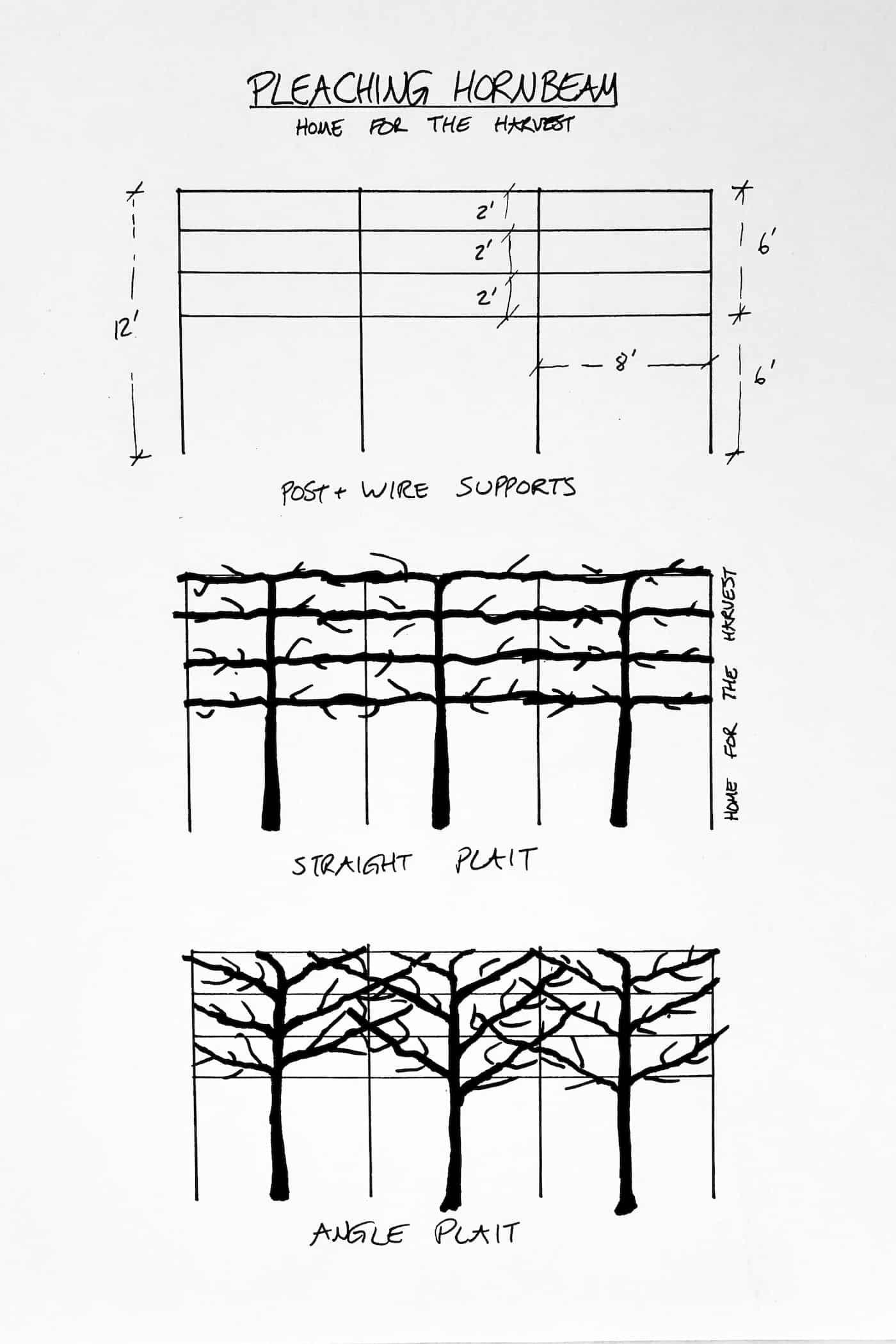 Pleached hornbeam 🌳 🌿 Create structure and elegance in your garden