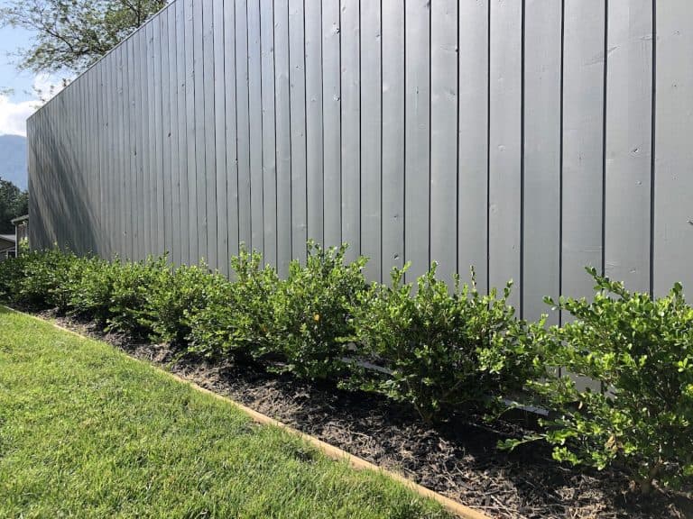 Winter Gem boxwood 💎 🌿 ️ Tips for vibrant green foliage all year round