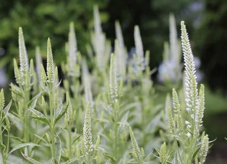 31 drought tolerant perennial flowers 💧 🌸 Thrive in dry climates with ...
