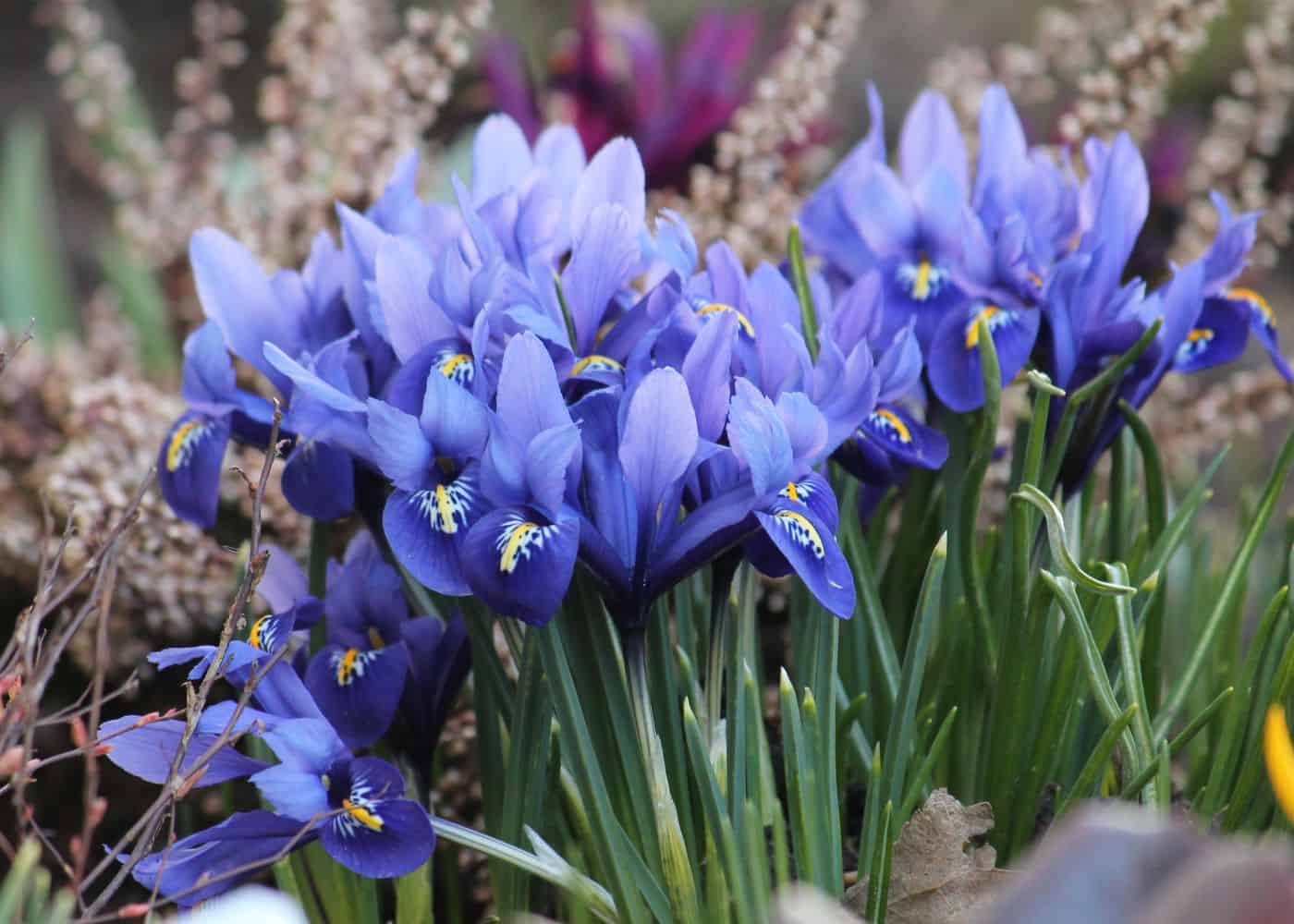 31 drought tolerant perennial flowers 💧 🌸 Thrive in dry climates with ...