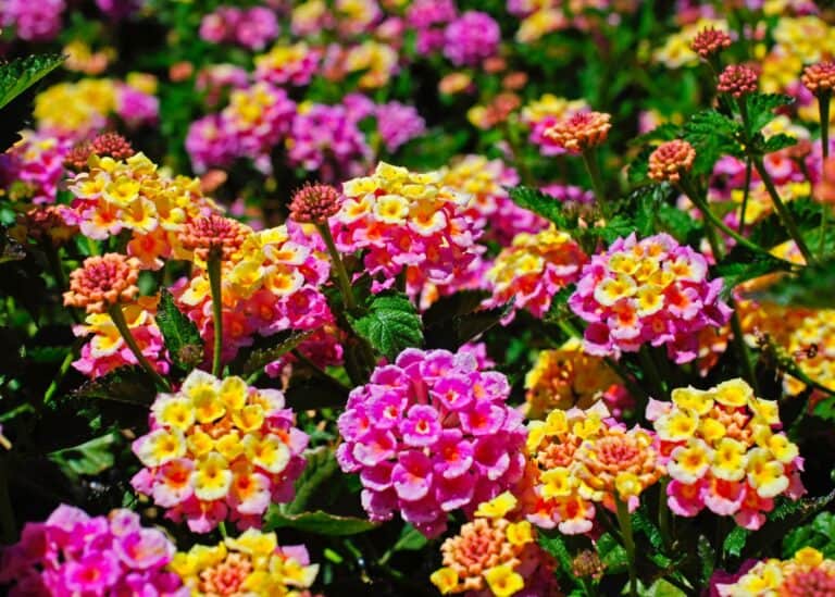 31 drought tolerant perennial flowers 💧 🌸 Thrive in dry climates with ...