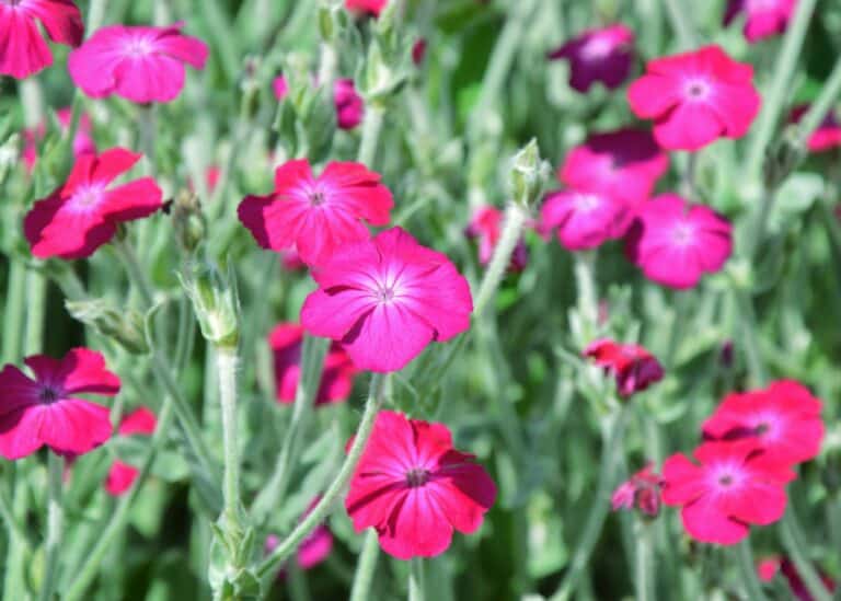 31 drought tolerant perennial flowers 💧 🌸 Thrive in dry climates with ...