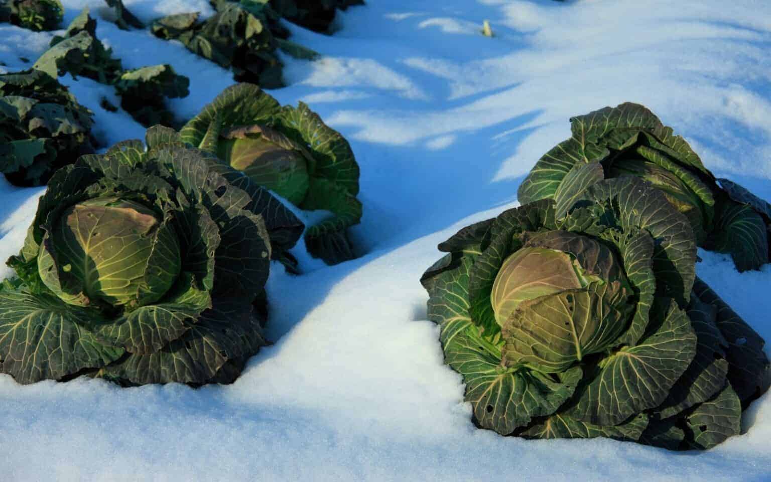 27+ winter crops ️ 🌱 Discover hearty varieties that thrive in the cold