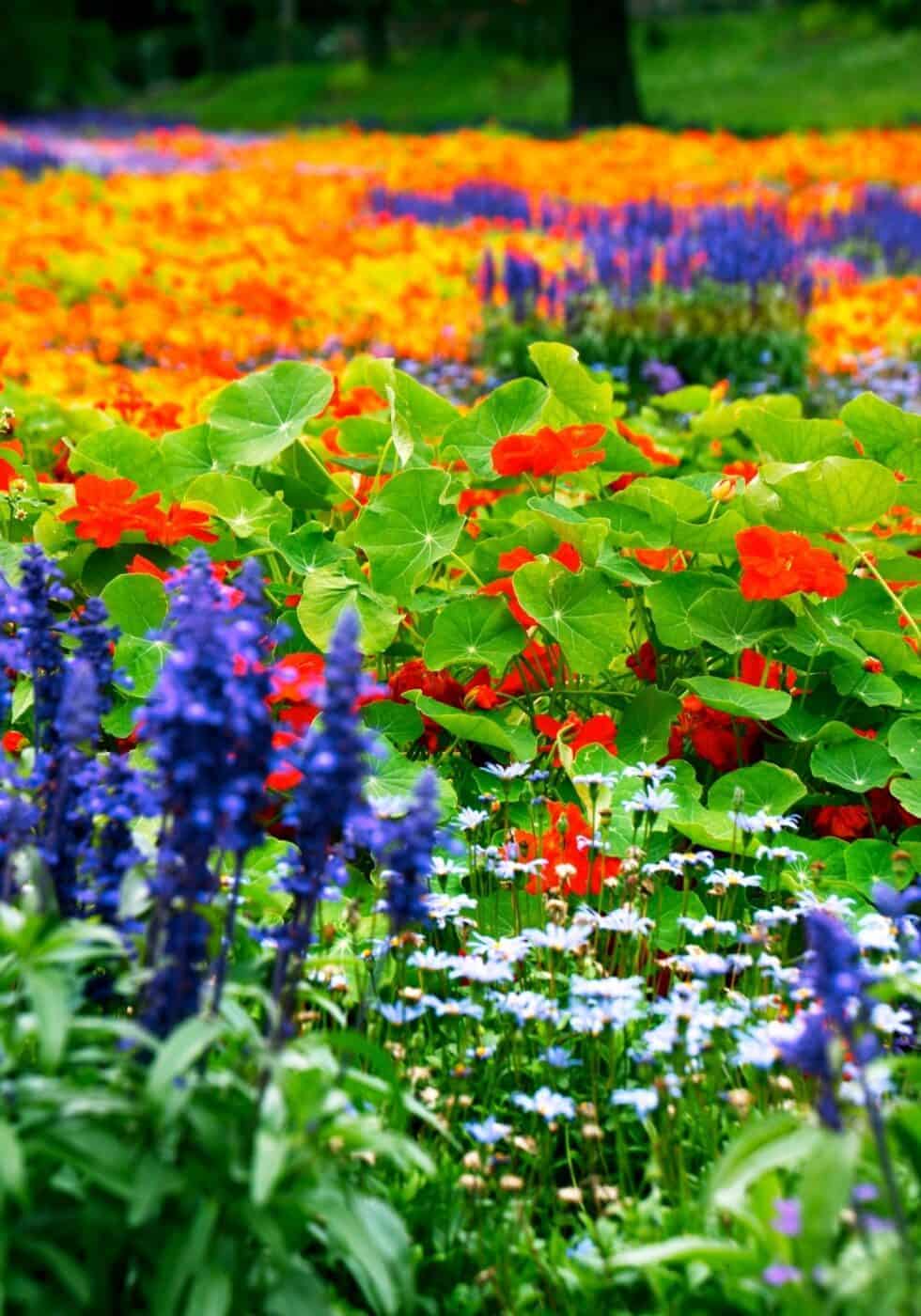 Bright Flowers Garden