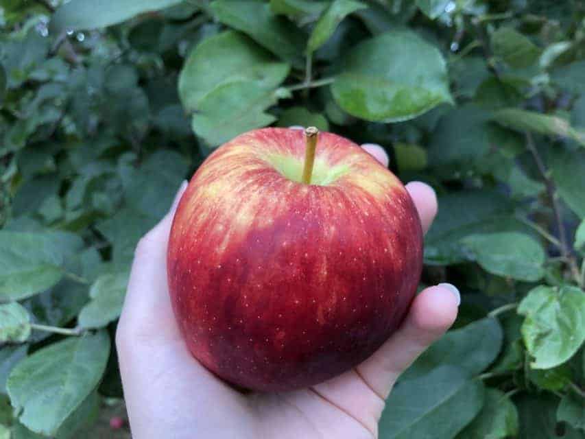 Braeburn apples 🍎 🌿 A guide to this crisp and tangy variety