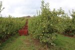 Apple tree spacing guide 🍎 🌳 Ensure healthy growth and fruitful yields