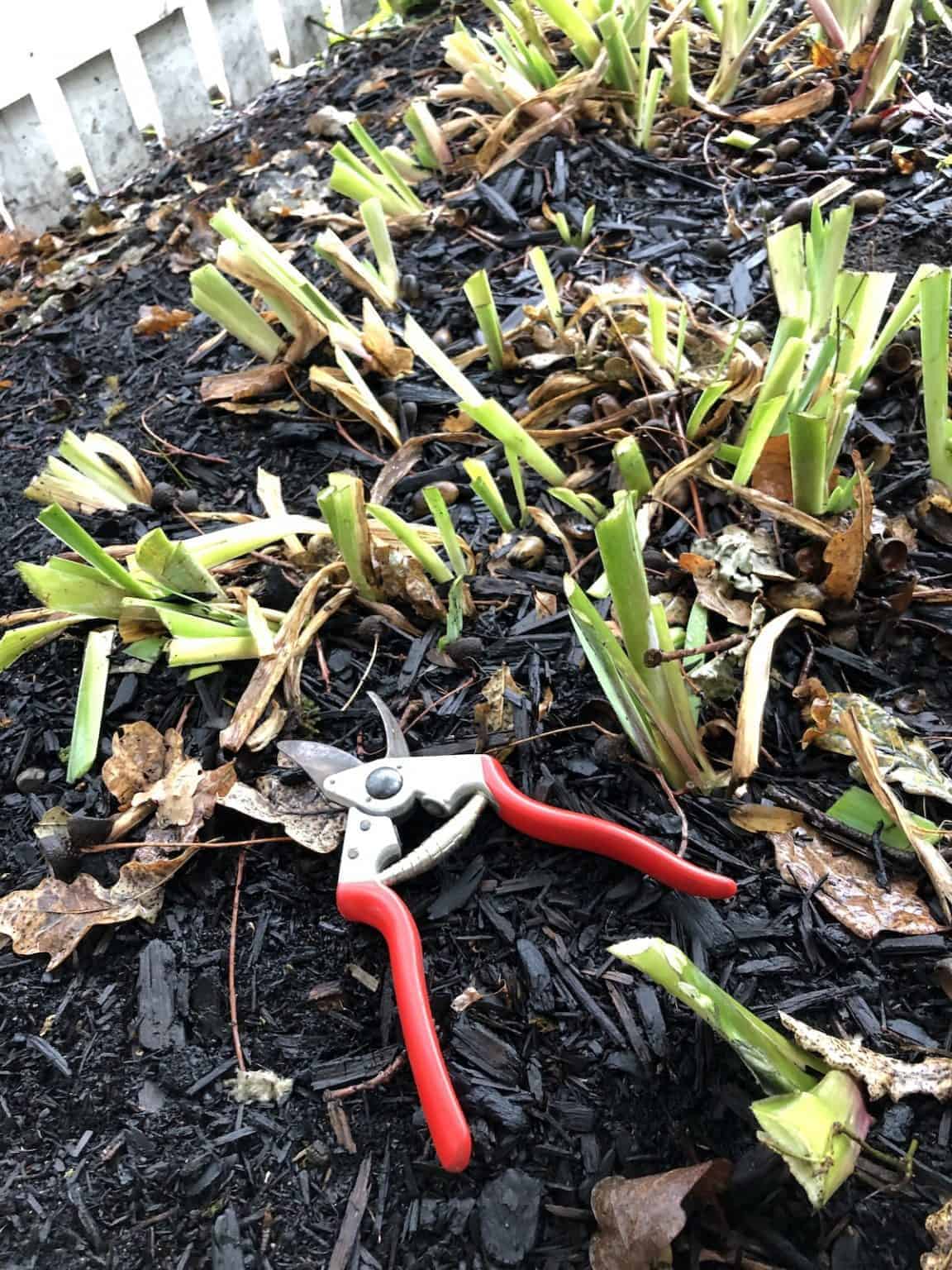 When to cut back irises 🌸 ️ Uncover the timing for healthier blooms