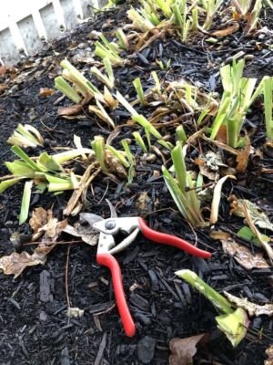 When to cut back irises 🌸 ️ Uncover the timing for healthier blooms