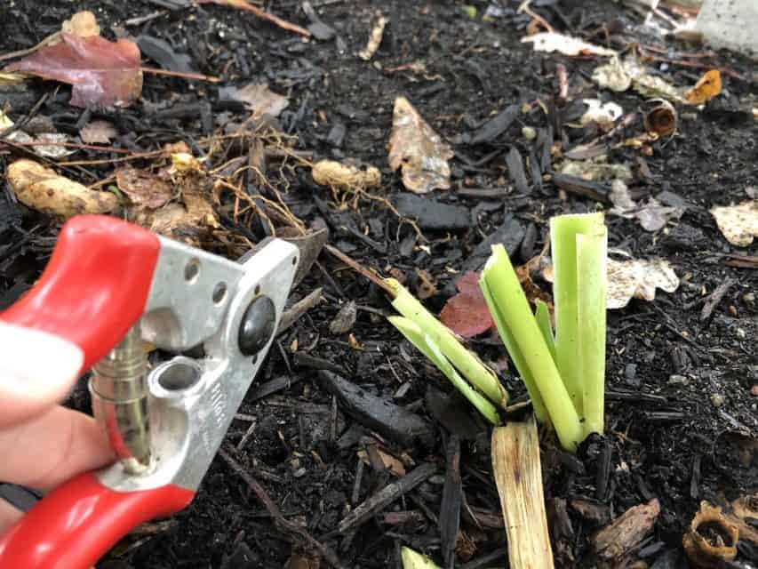 When to cut back irises 🌸 ️ Uncover the timing for healthier blooms