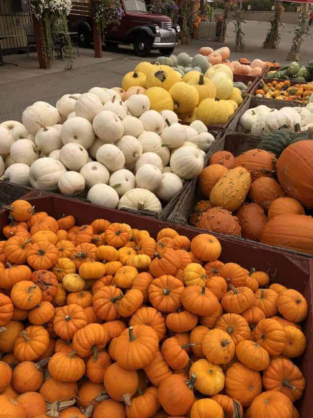 How long do pumpkins last? 🎃 🕰 What to expect, plus longevity tips