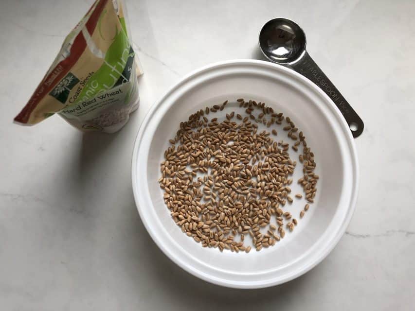 Growing cat grass 🐱 🌱 A guide to cultivating your pet’s favorite ...