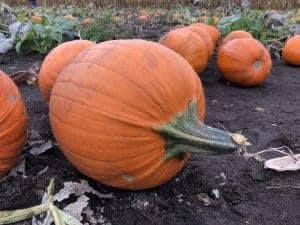 How long do pumpkins last? 🎃 🕰 What to expect, plus longevity tips
