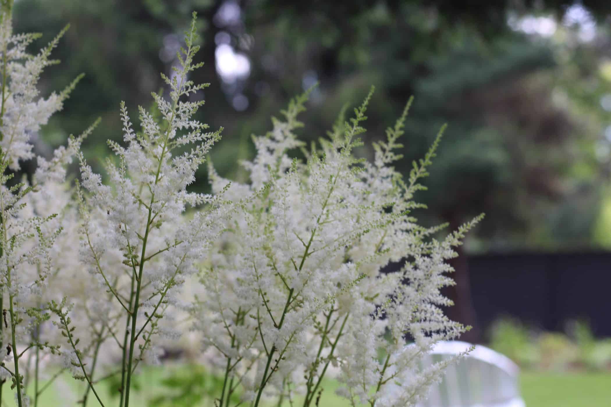 50+ low growing perennials 🌿 🌼 Discover varieties for ground cover beauty