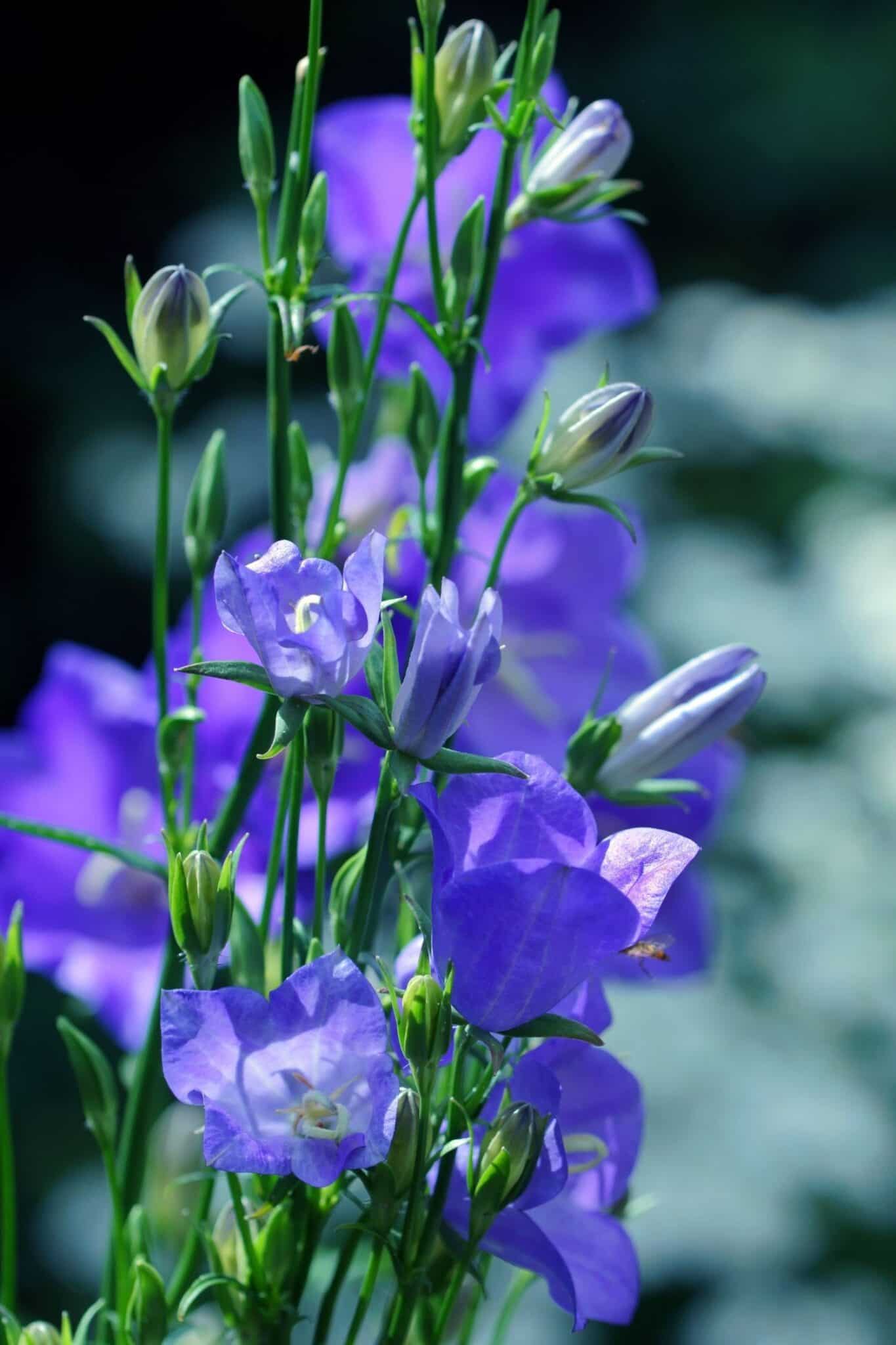 Campanula 💎 🌼 🌱 Unlocking the beauty and versatility of bellflowers