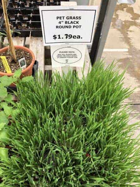 Growing cat grass 🐱 🌱 A guide to cultivating your pet’s favorite ...