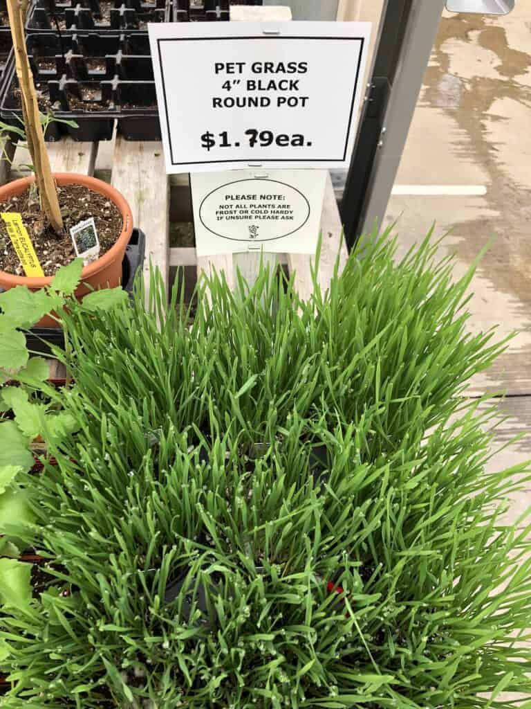 Growing cat grass 🐱 🌱 A guide to cultivating your pet’s favorite ...