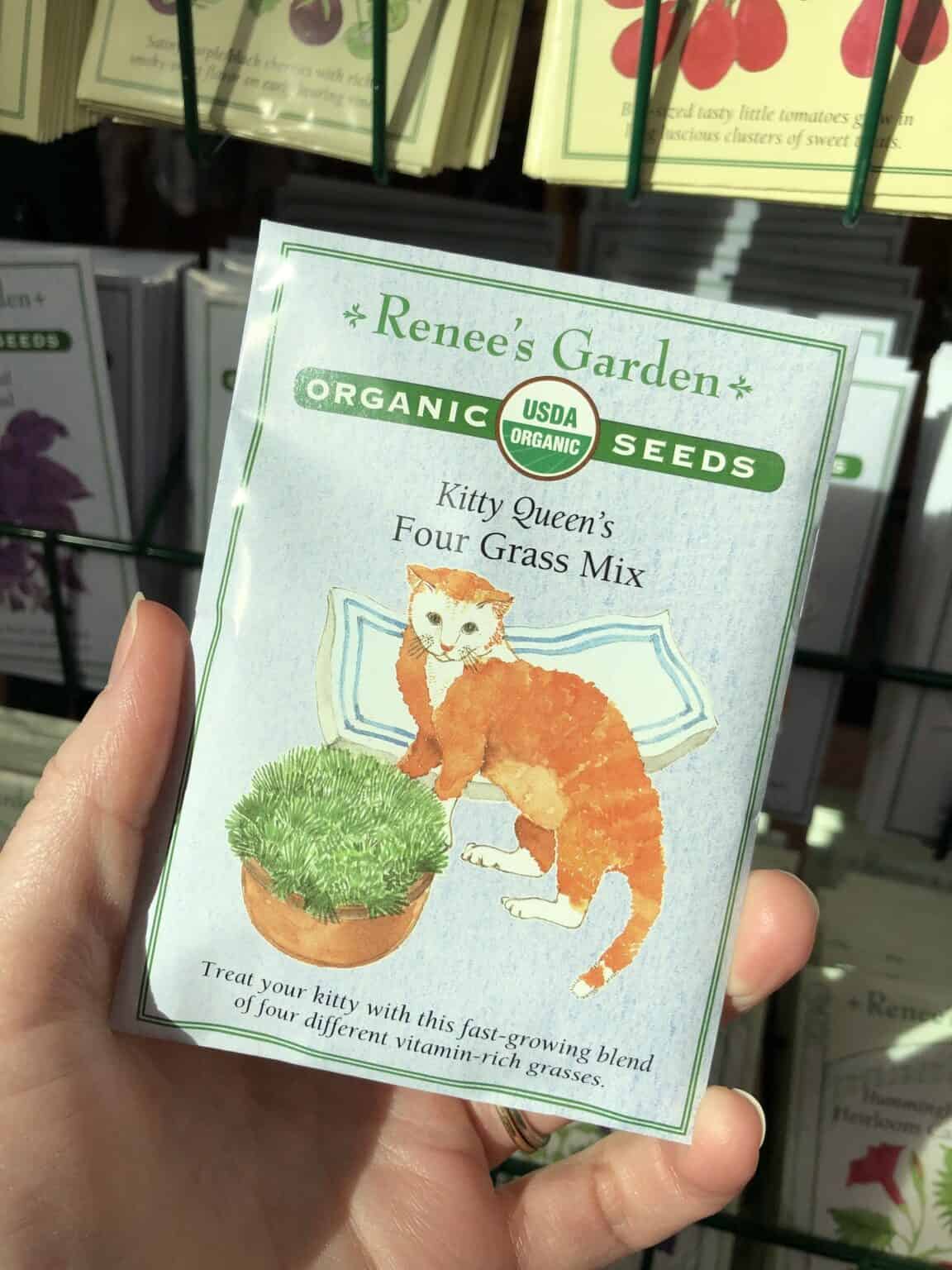 Growing cat grass 🐱 🌱 A guide to cultivating your pet’s favorite ...