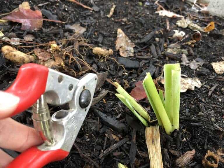 When to cut back irises 🌸 ️ Uncover the timing for healthier blooms