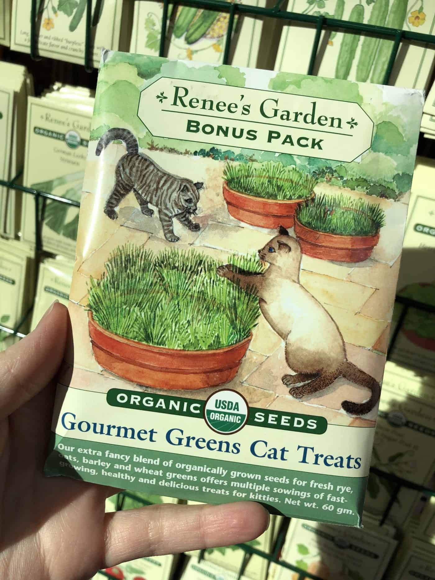 Growing cat grass 🐱 🌱 A guide to cultivating your pet’s favorite ...