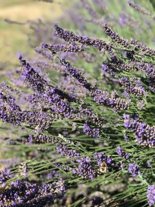 When to cut back lavender 🌿 ️ Annual pruning essentials for healthier ...