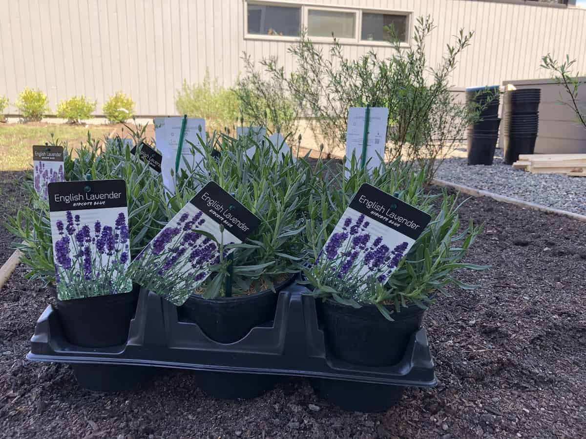 When to cut back lavender 🌿 ️ Annual pruning essentials for healthier ...