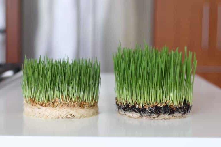 Growing cat grass 🐱 🌱 A guide to cultivating your pet’s favorite ...