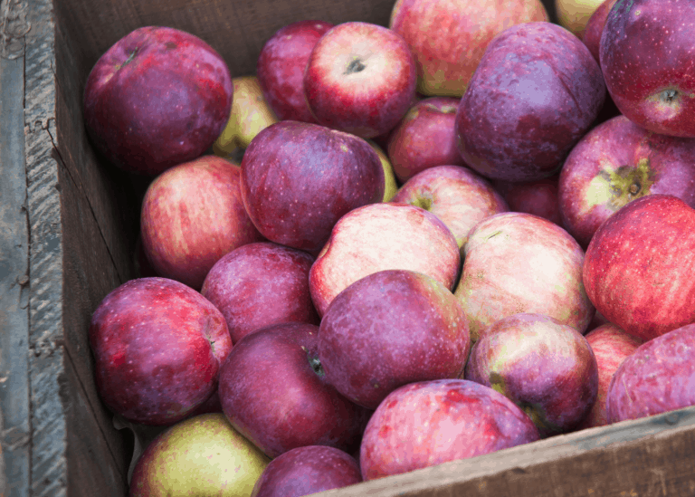 Types of apples 🍎 🌳 Discover the diversity and flavors