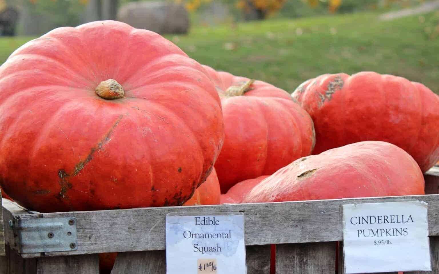 Cinderella Pumpkins: A French Heirloom Variety (Rouge Vif d’Etampes)