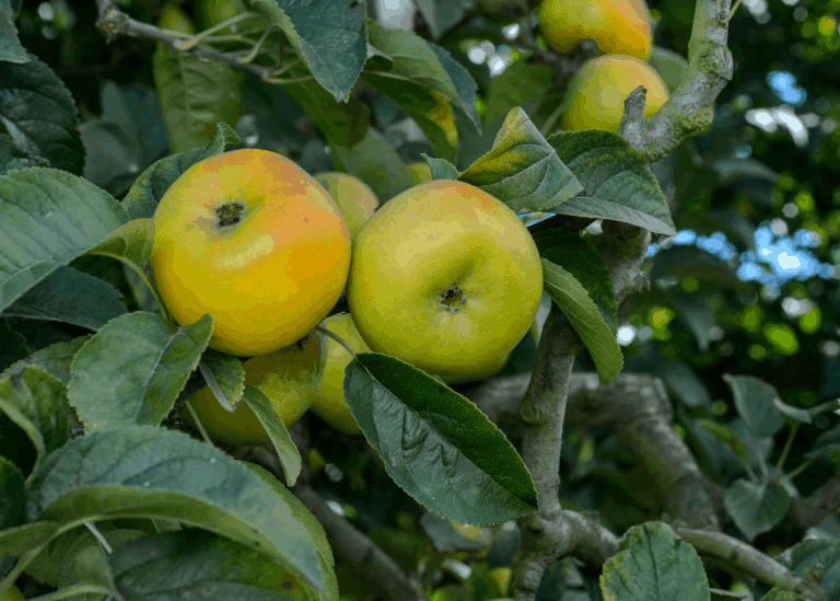 Types of apples 🍎 🌳 Discover the diversity and flavors