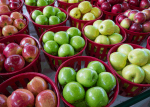 Types of apples 🍎 🌳 Discover the diversity and flavors