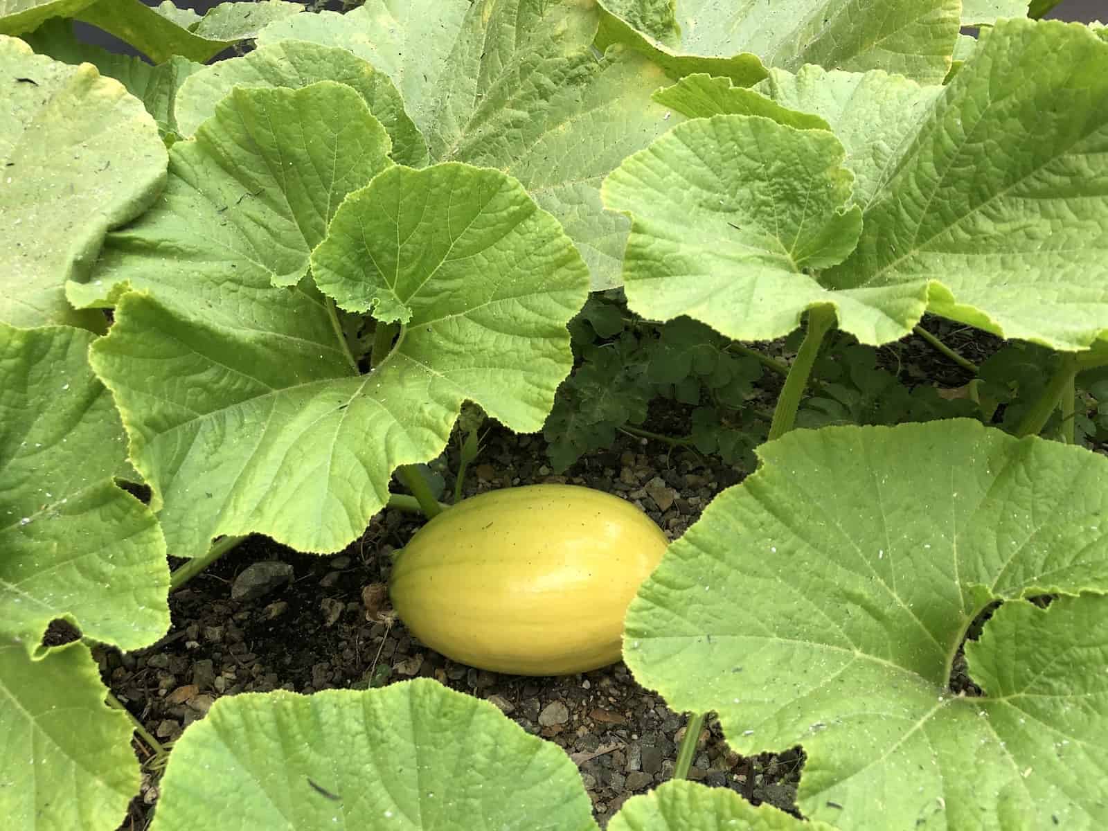 Cinderella Pumpkins: A French Heirloom Pumpkin Variety (Rouge Vif d ...