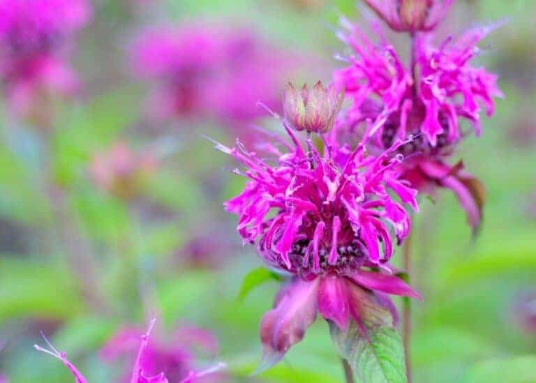Perennial flowers that bloom all summer 🌸 🌞 Choices for constant color