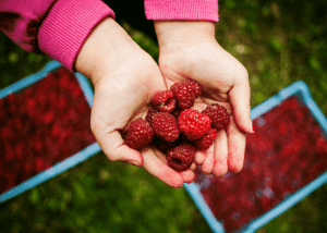 21 best-tasting raspberry varieties 🍇 😋 Discover flavorful picks