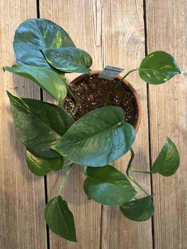 Repotting pothos 🌿 🌱 Unleash the potential of your vibrant green friend