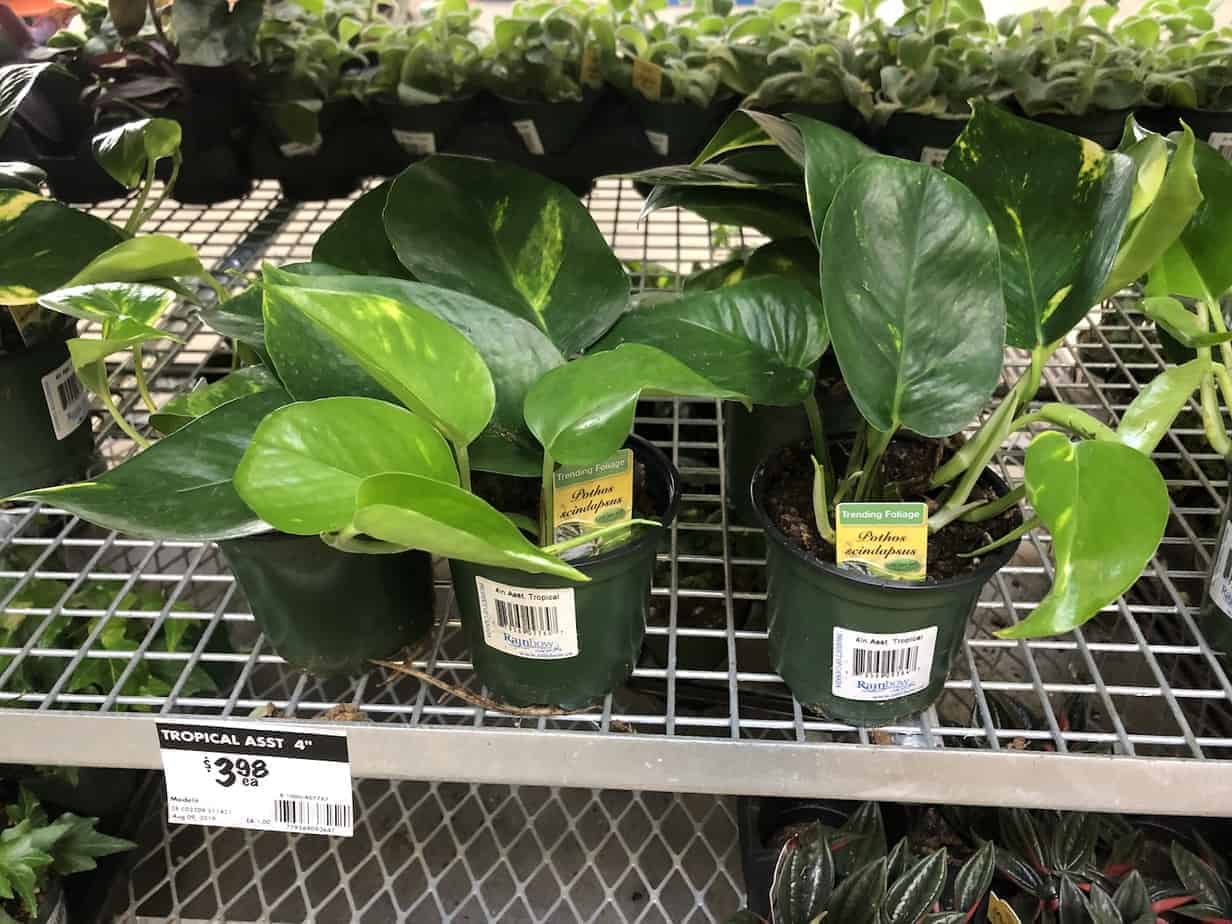 Repotting pothos 🌿 🌱 Unleash the potential of your vibrant green friend